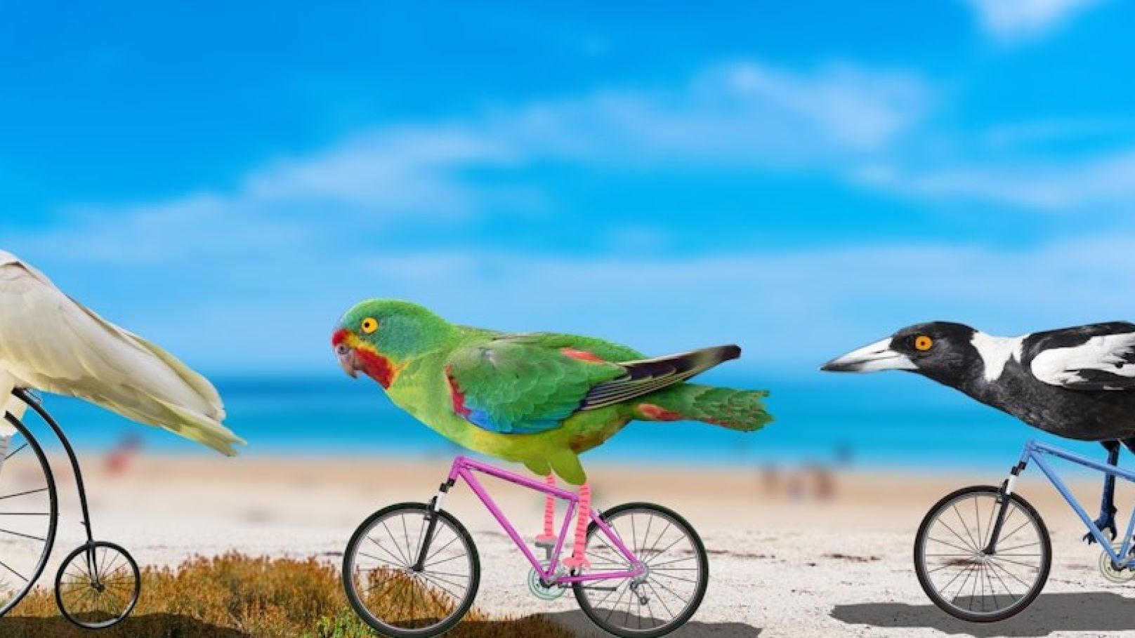 Flight of Fancy | City of Holdfast Bay