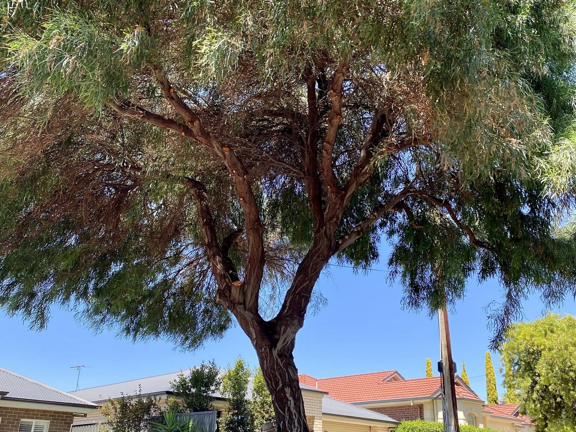 Tree of the Month | City of Holdfast Bay