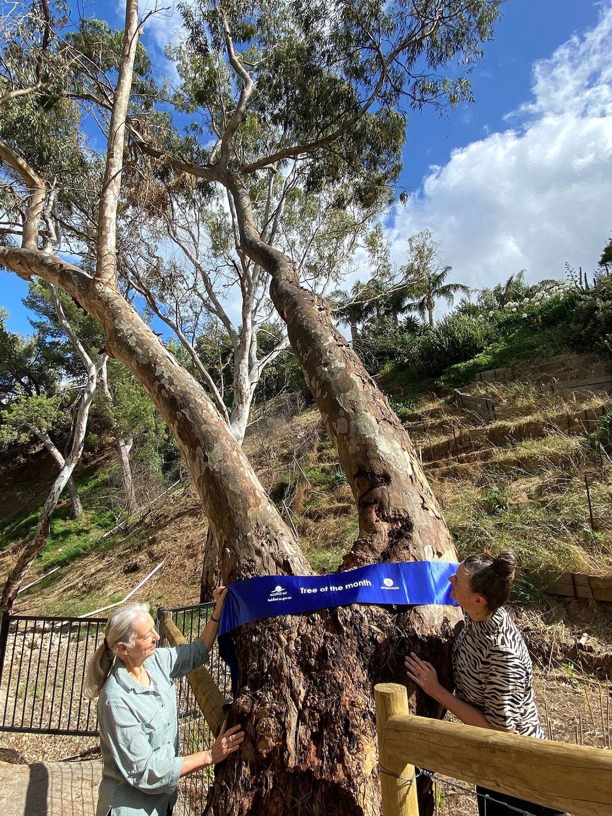 Tree of the Month | City of Holdfast Bay