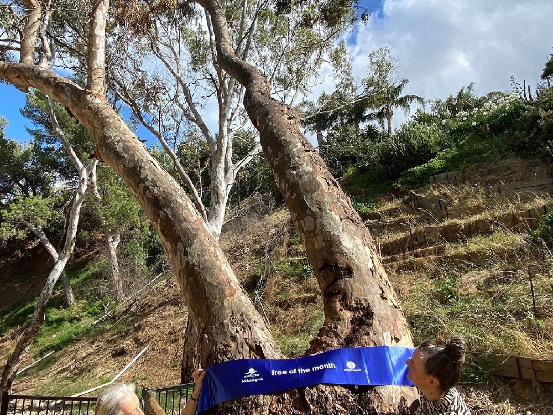 Tree of the Month | City of Holdfast Bay
