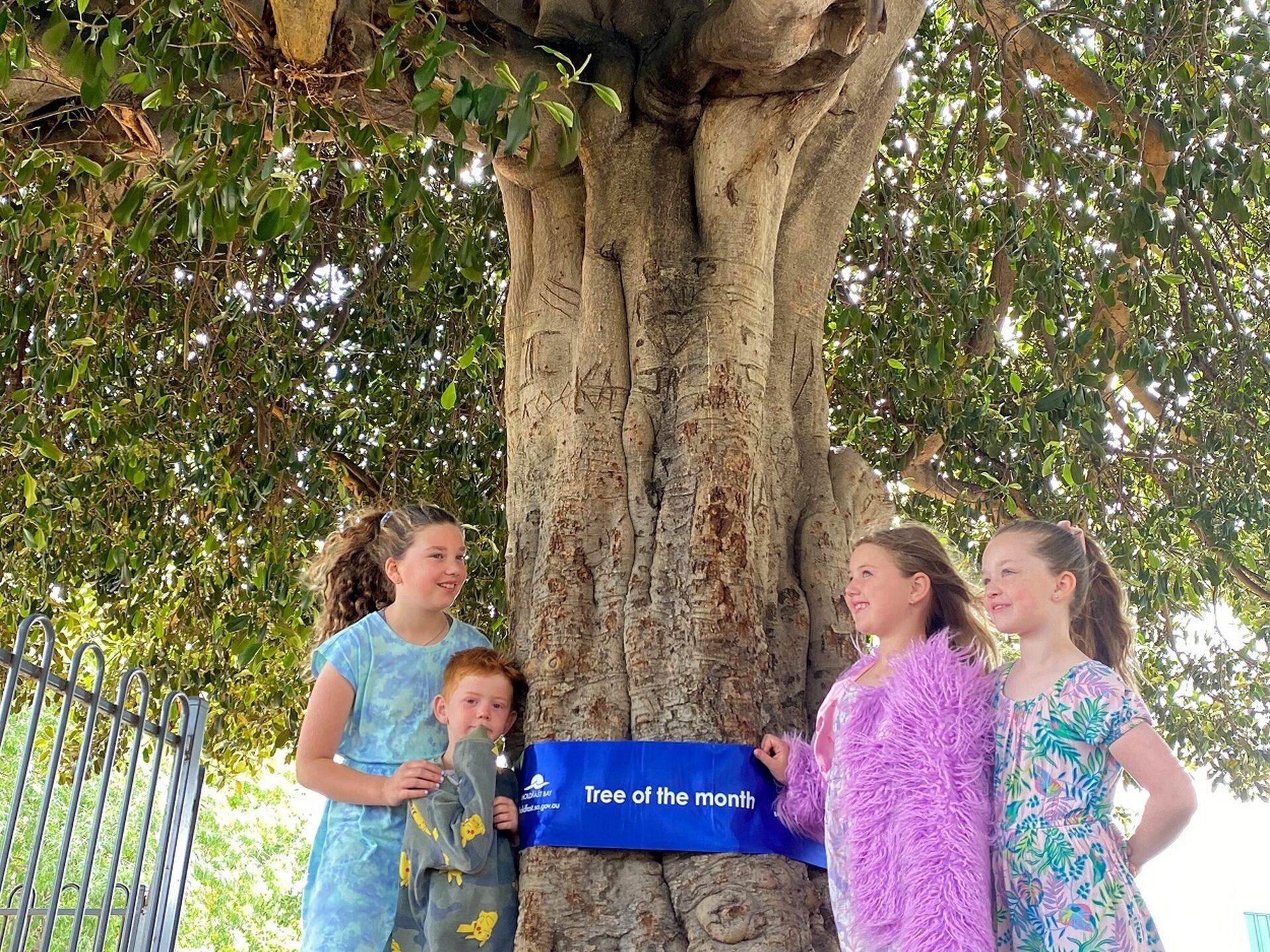 Tree of the Month | City of Holdfast Bay