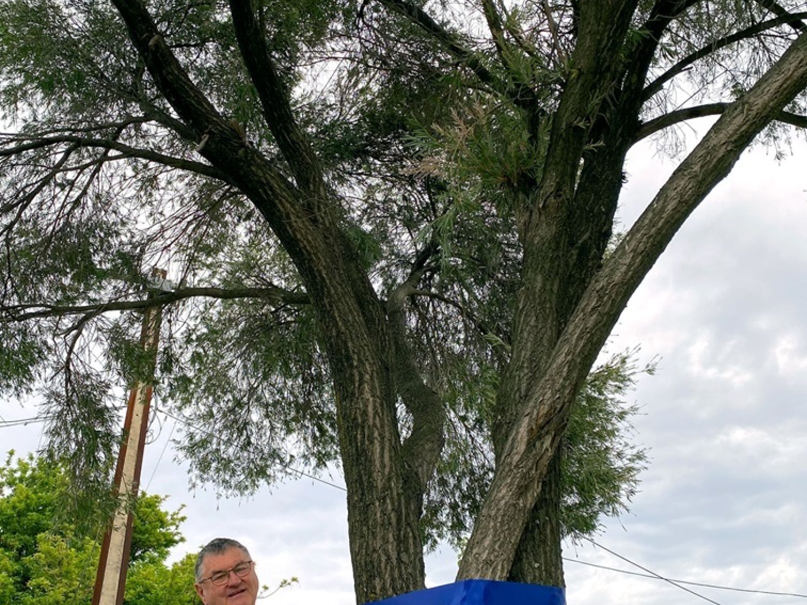 Tree of the Month | City of Holdfast Bay