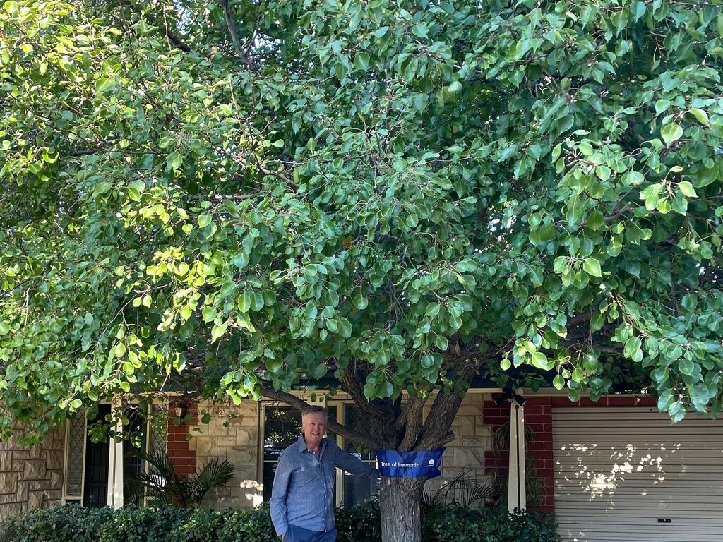 Tree of the Month | City of Holdfast Bay