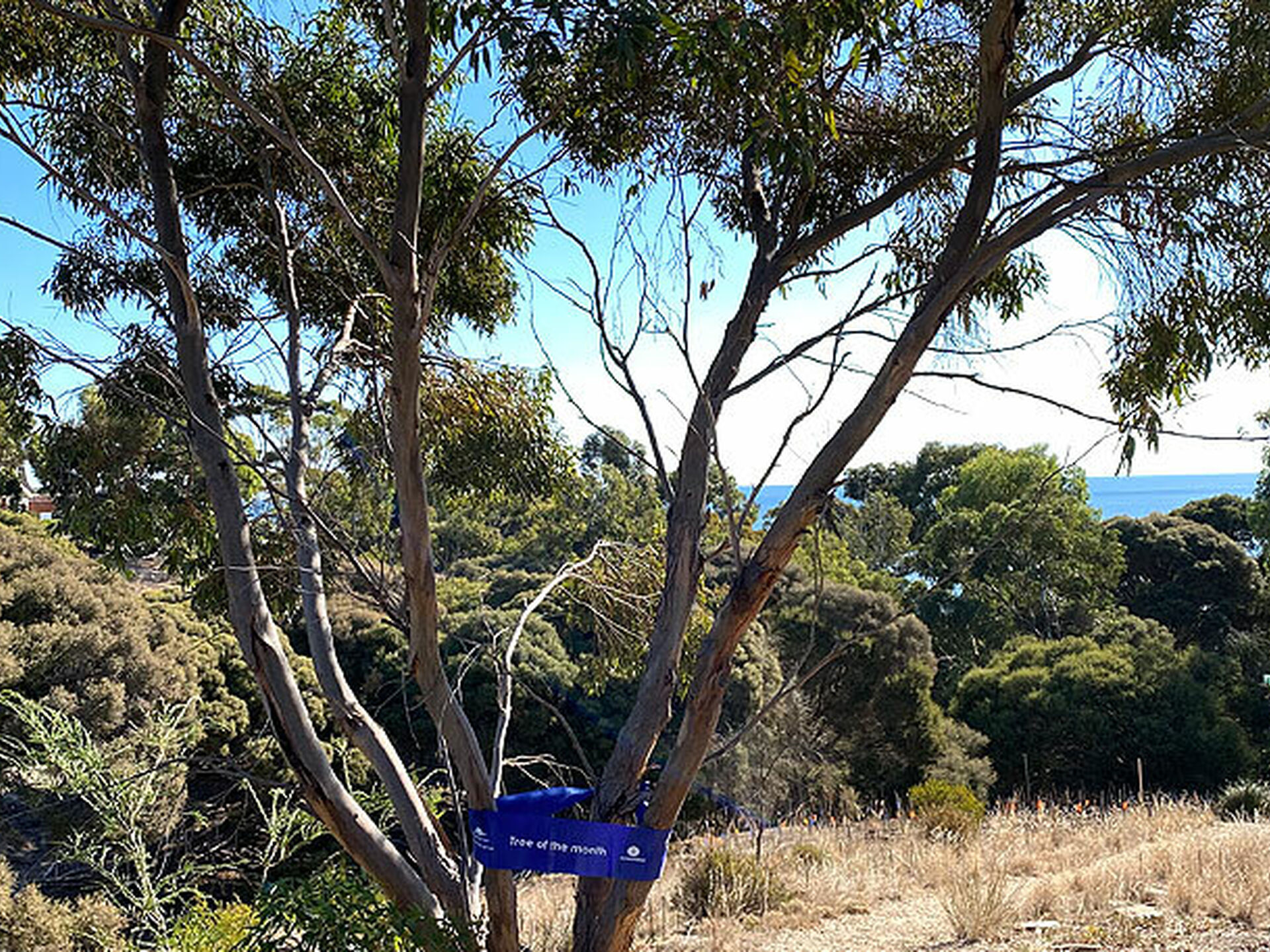 Tree of the Month | City of Holdfast Bay
