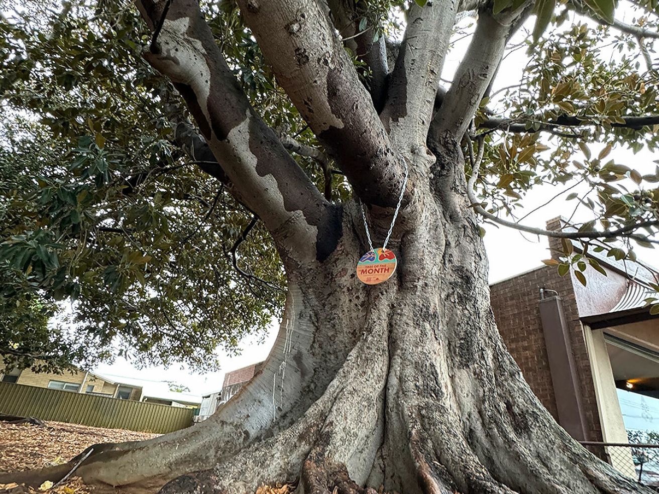 Tree of the Month | City of Holdfast Bay