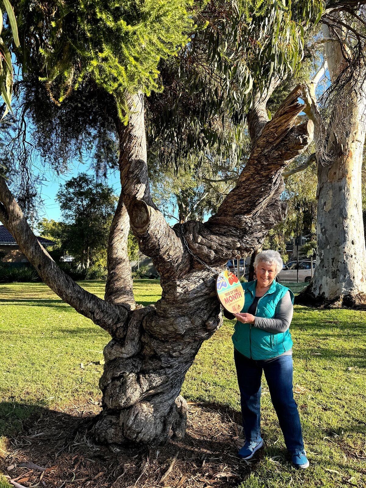 Tree of the Month | City of Holdfast Bay
