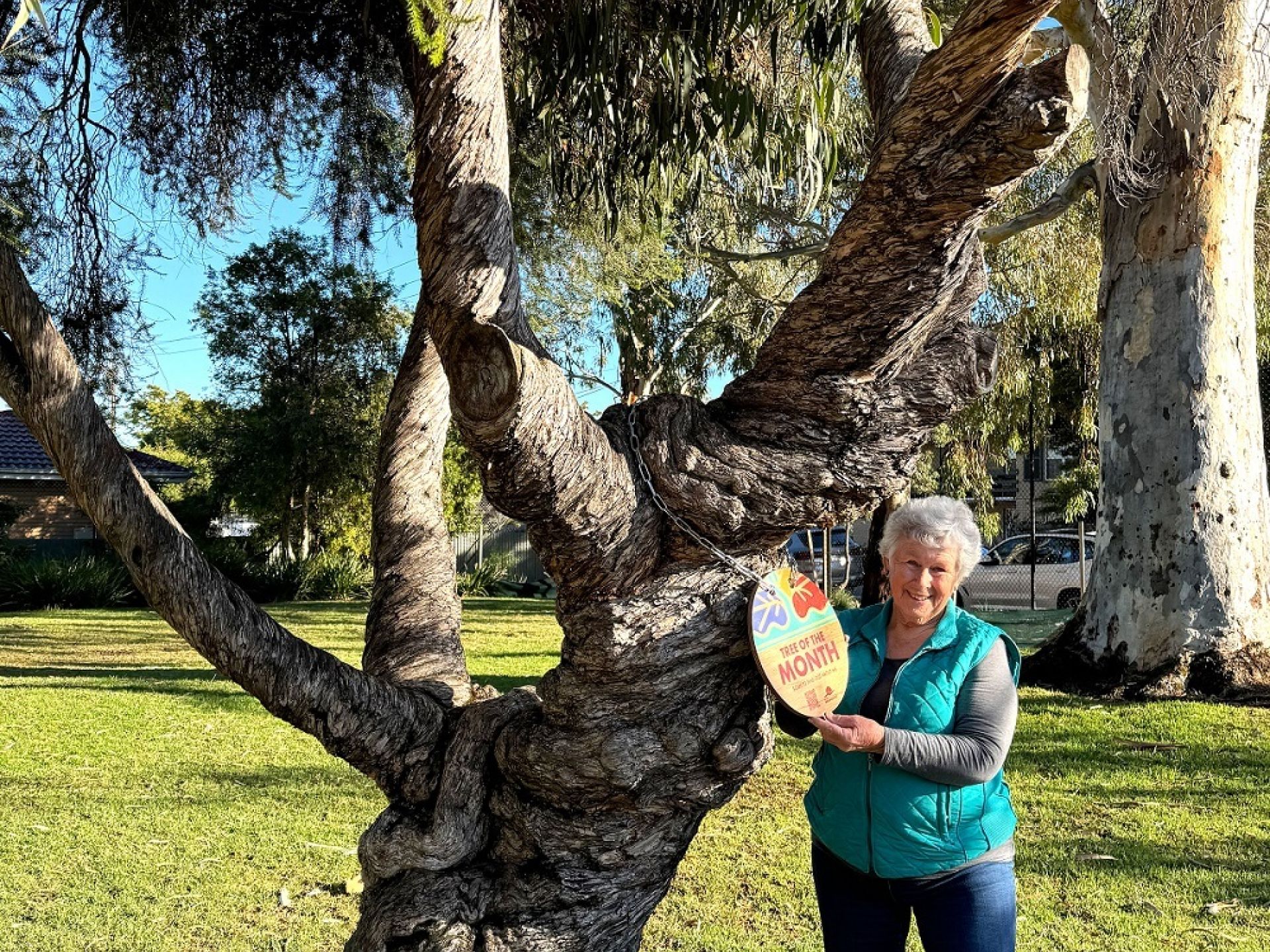 Tree of the Month | City of Holdfast Bay