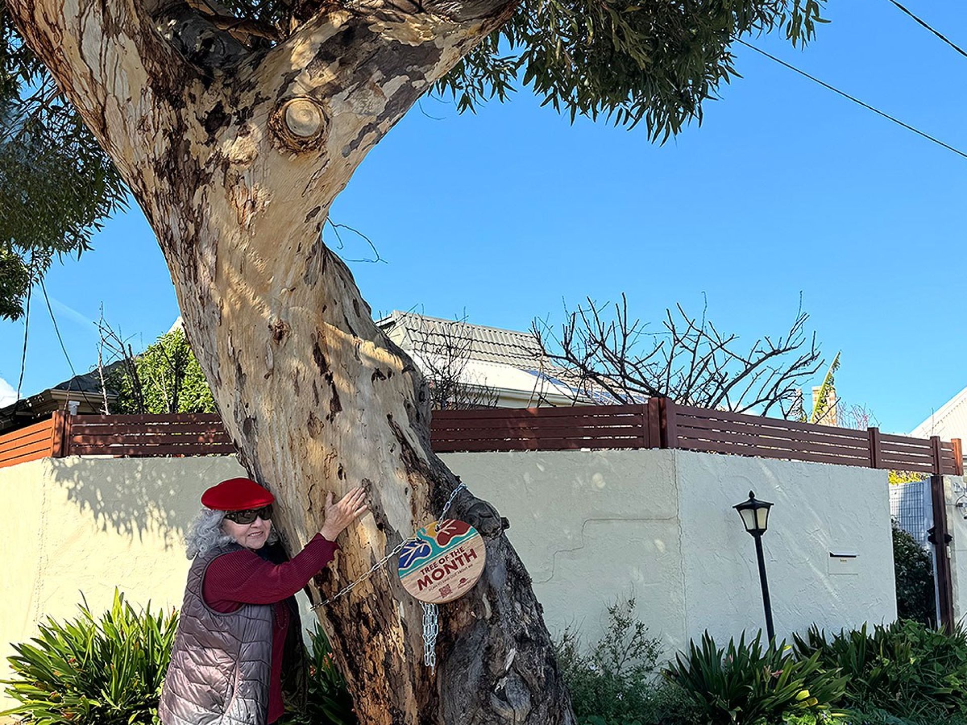 Tree of the Month | City of Holdfast Bay