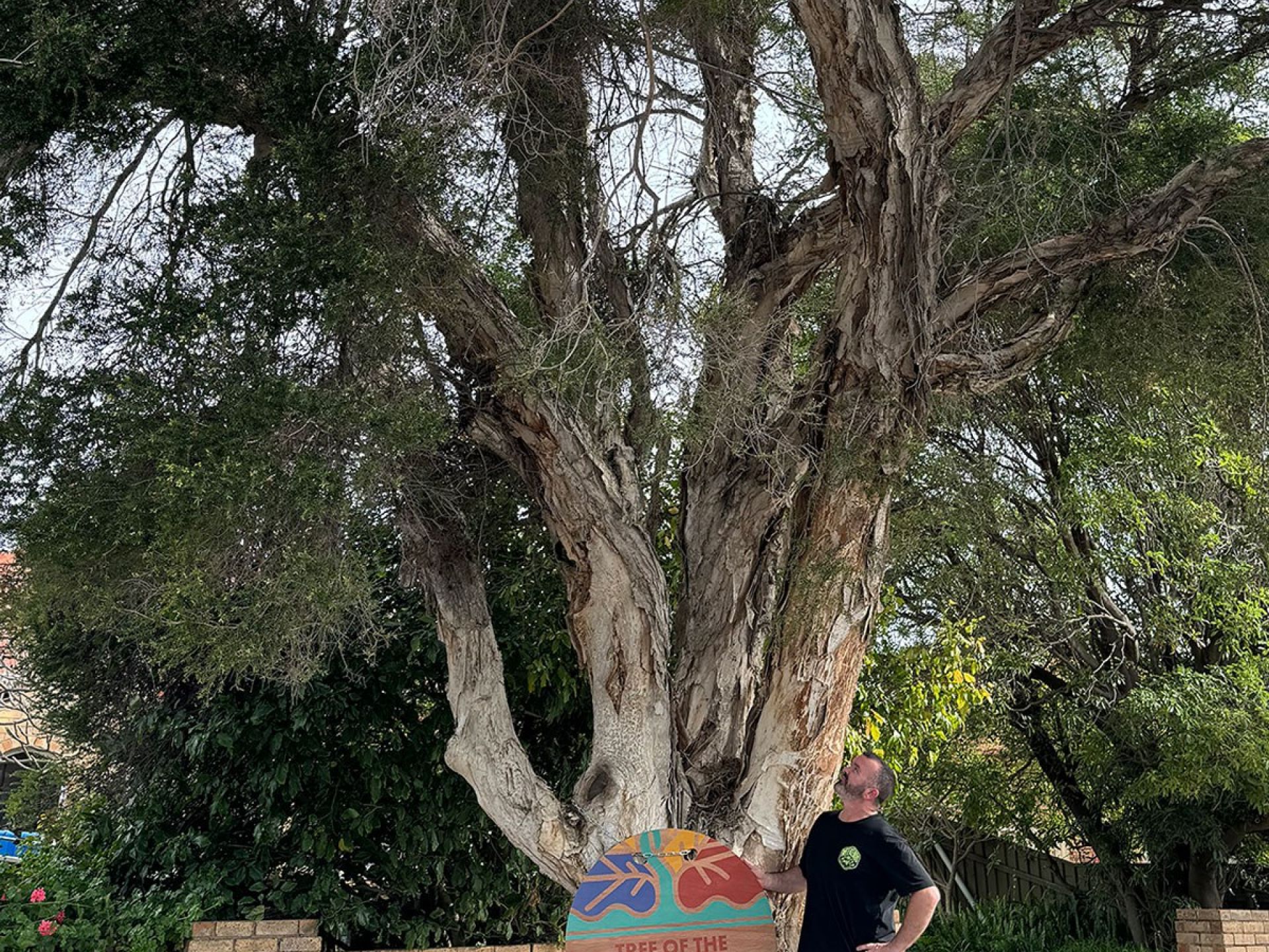 Tree of the Month | City of Holdfast Bay
