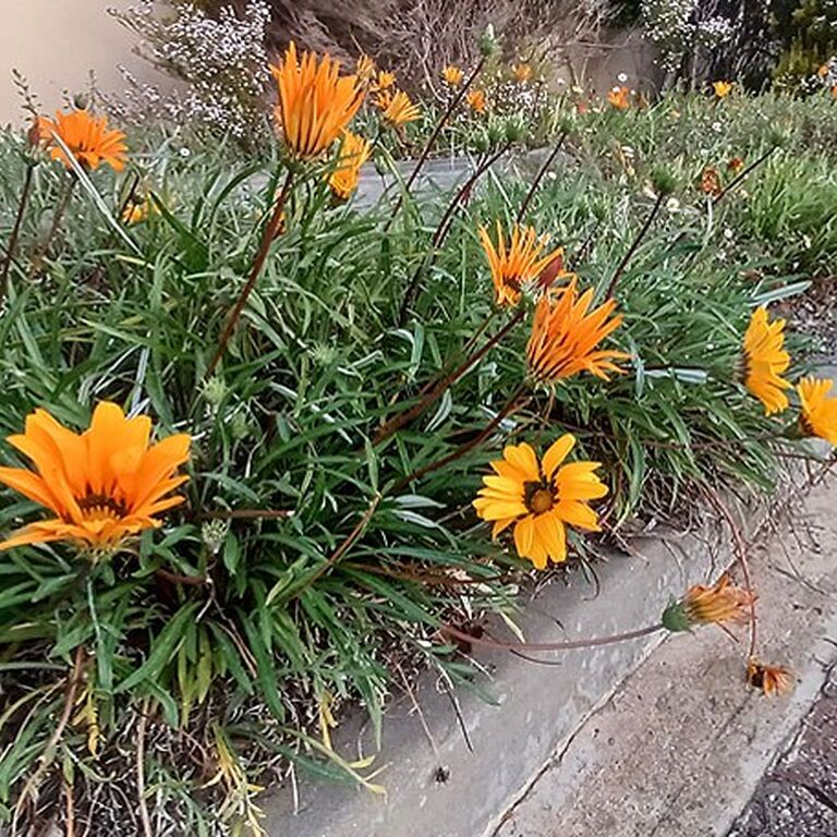 News | City of Holdfast Bay