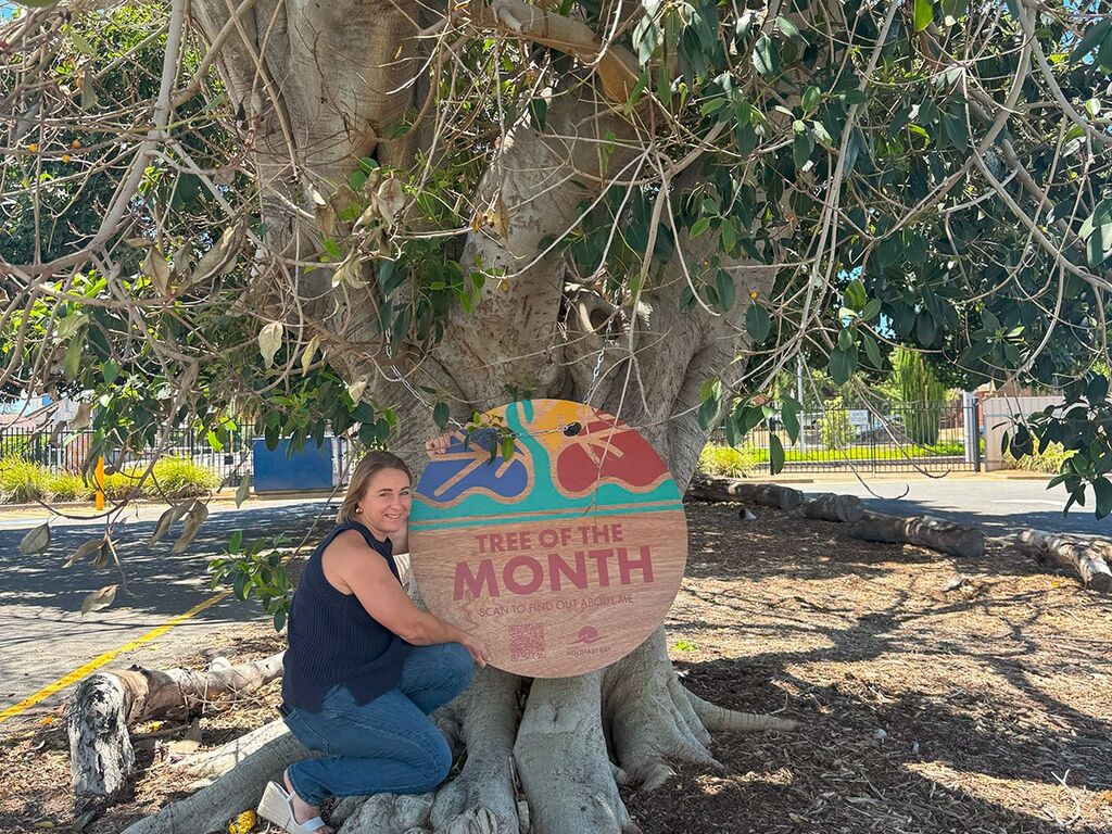 Tree of the Month | City of Holdfast Bay