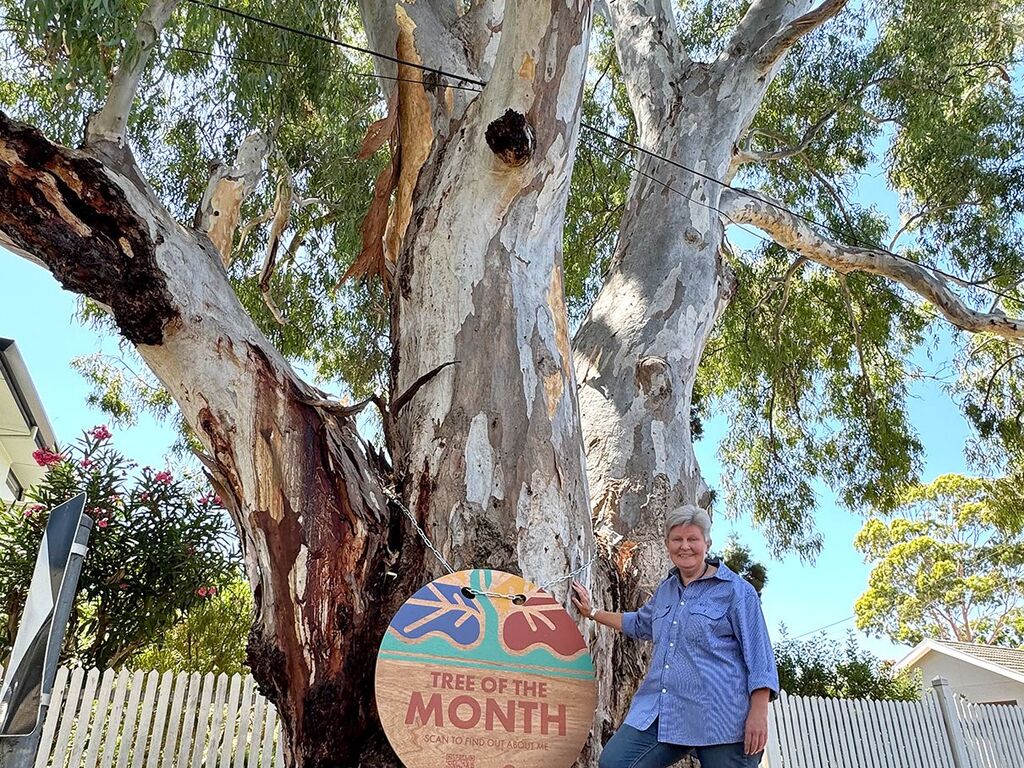 Tree of the Month | City of Holdfast Bay