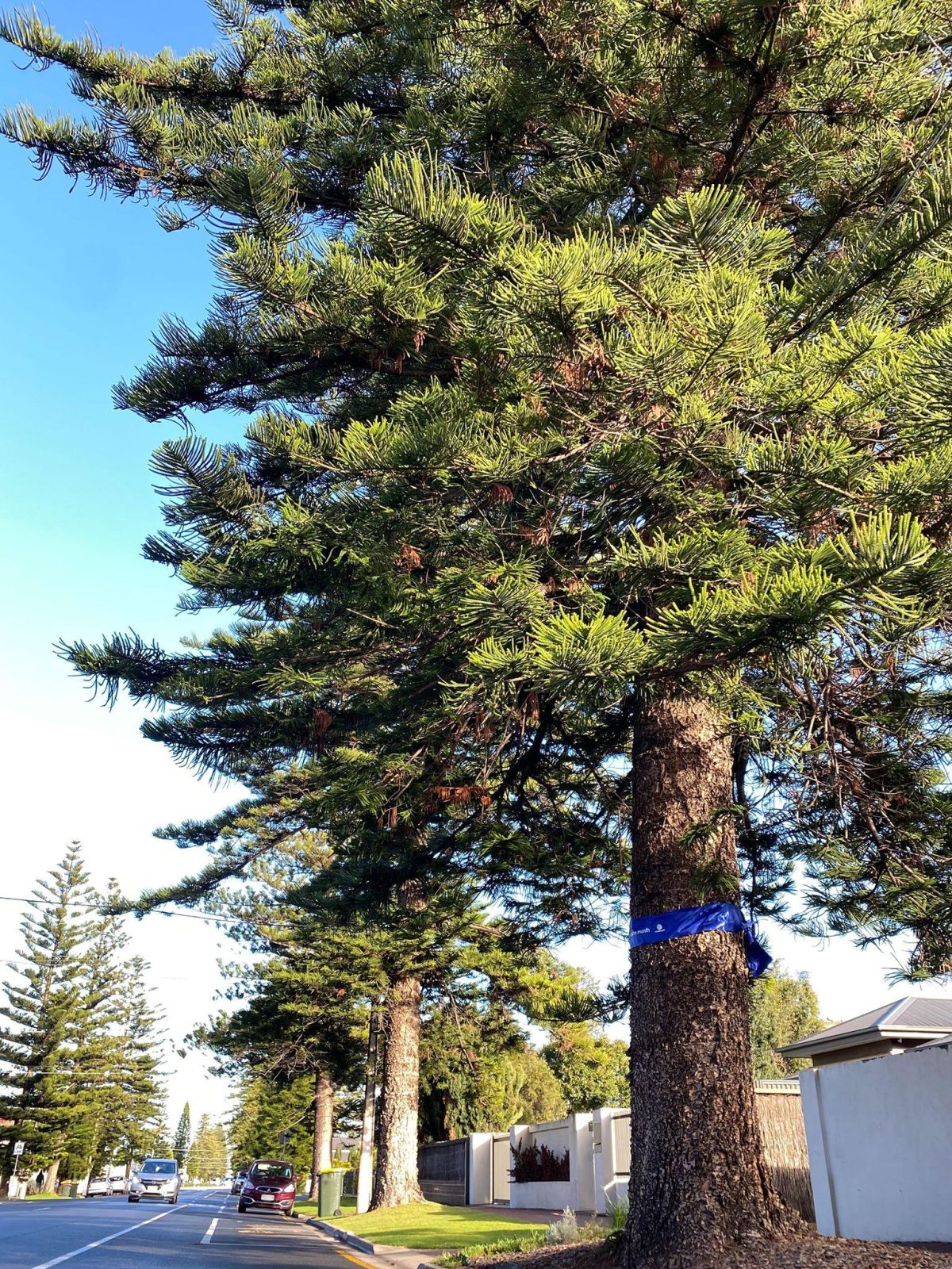 Tree of the Month | City of Holdfast Bay