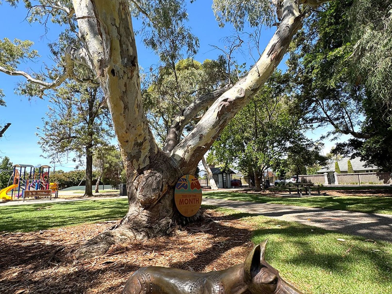Tree of the Month | City of Holdfast Bay