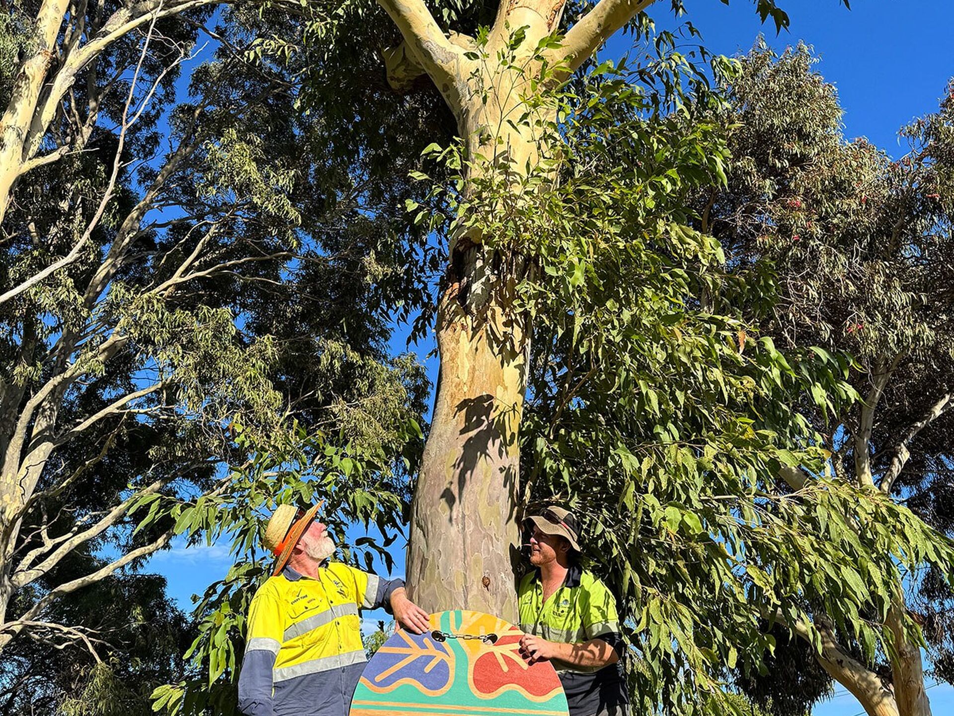 Tree of the Month | City of Holdfast Bay