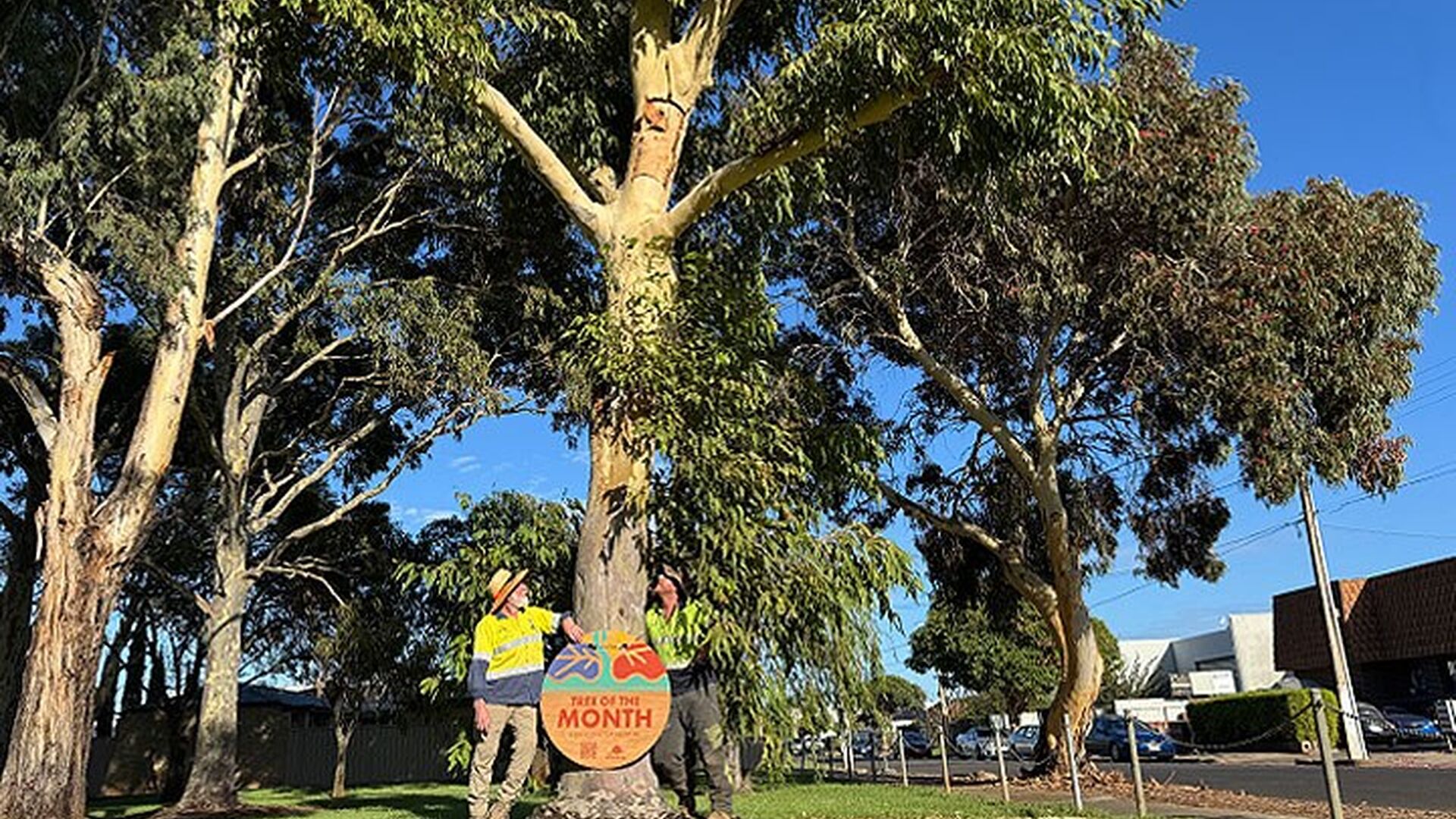 Habitat tree flourishing in Paringa Park Reserve | City of Holdfast Bay