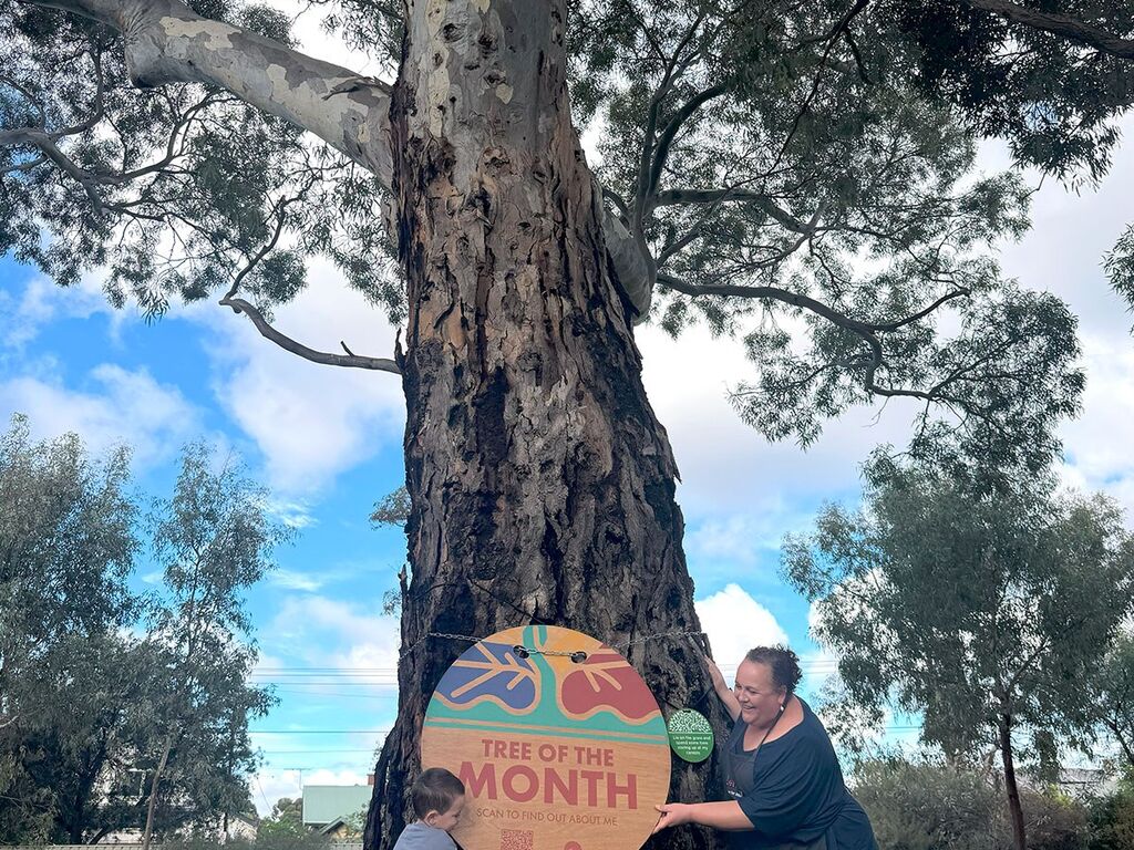 Tree of the Month | City of Holdfast Bay