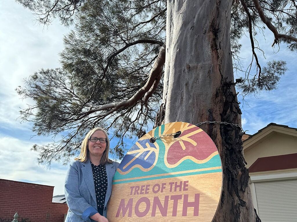 Tree of the Month | City of Holdfast Bay
