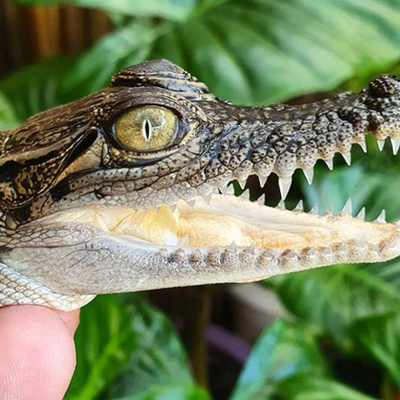 What's On | Jetty Road Glenelg