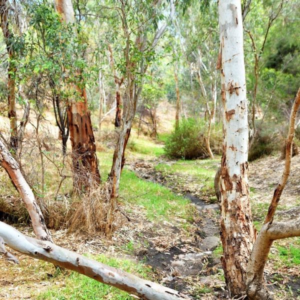 Susan Grace Benny Reserve | City of Holdfast Bay